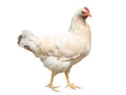 Ressources aviaires locales au Mali – wasaso